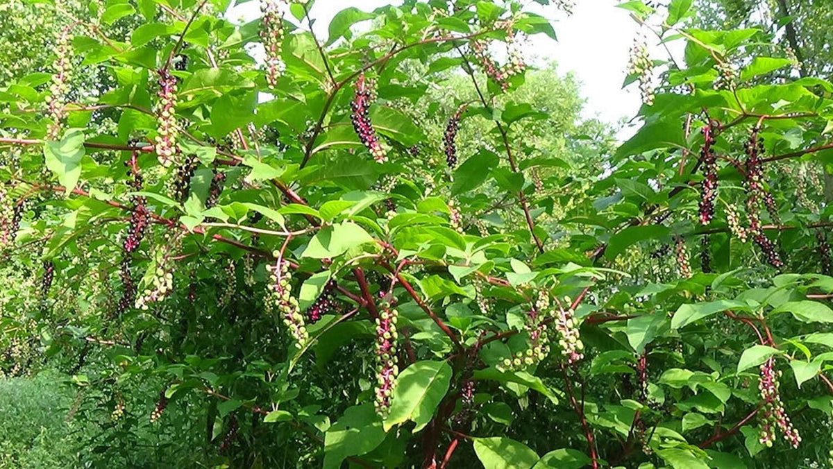 Organic Poke Sallet Pokeweed Seeds Phytolacca Americana Ophidian Farms ...