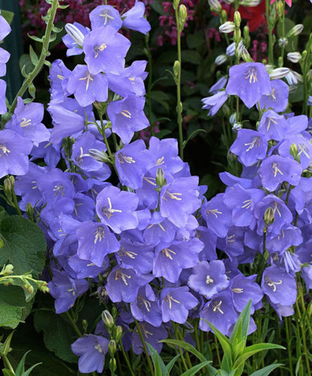 Pcs Tussock Flower Seeds Peach Bell Flower Seeds Campanula Persicifoli ...
