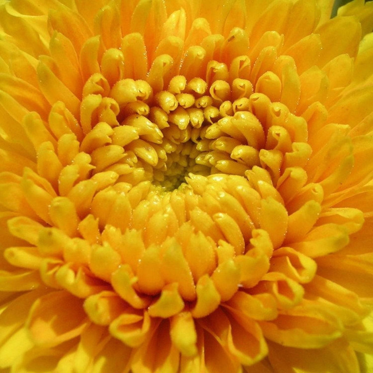 Aster Princess Alexandra Seeds Annual Flowering For Planting 100+ Seed ...