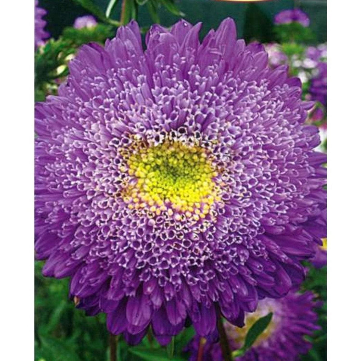 Aster Princess Veronica Seeds Annual Flowering For Planting 100+ Seeds ...