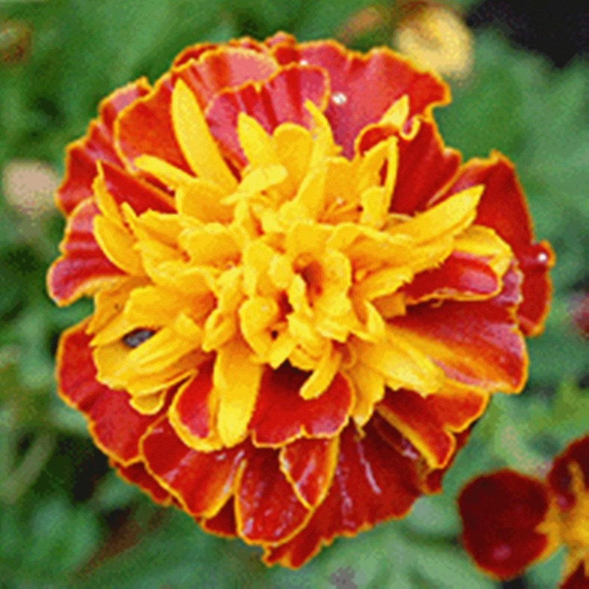 French Marigold Petit Spray Seeds Annual Flowering For Planting 100+ S ...