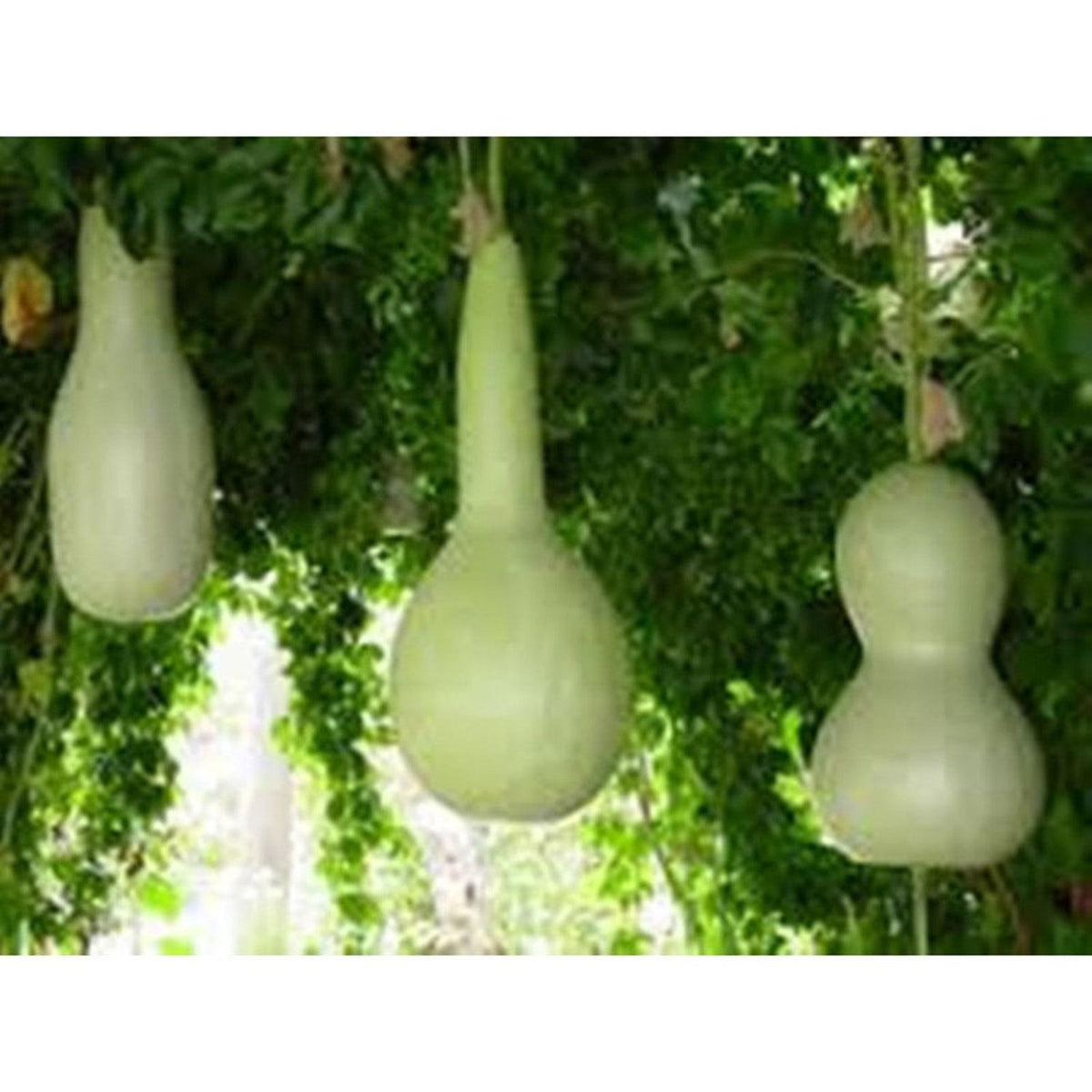 Calabash Bottle Gourds Seeds For Planting 100+ Seeds - Perfect for Pla ...