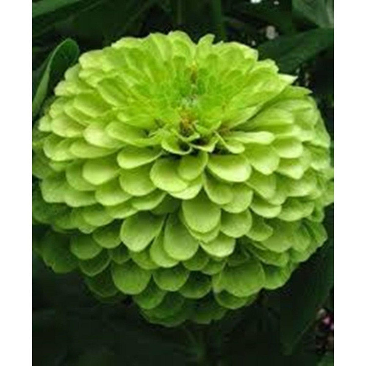 Zinnia Envy Seeds Annual Flowering For Planting 100+ Seeds - Perfect f ...