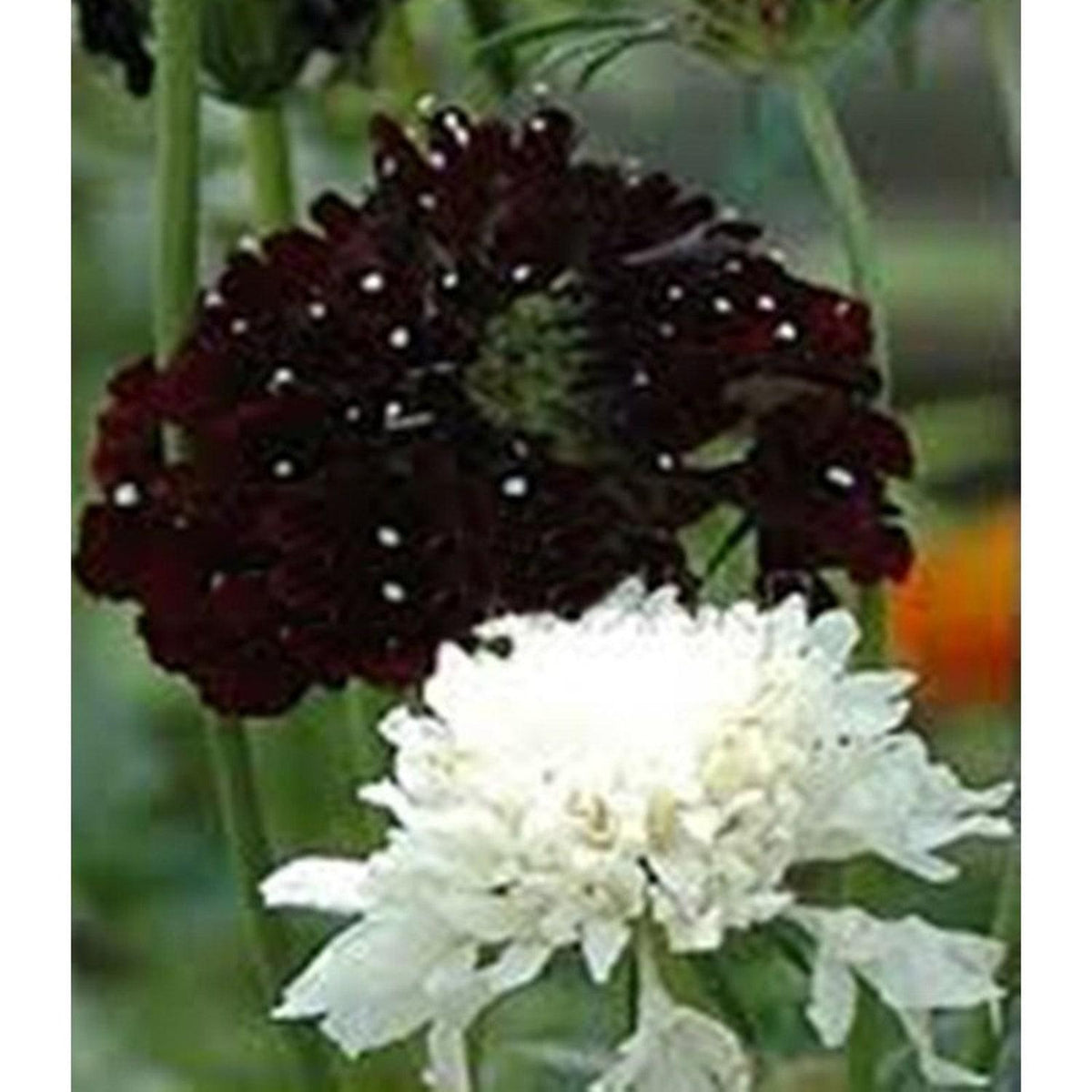 Mourningbride Seeds Annual Flowering For Planting 100+ Seeds - Perfect ...