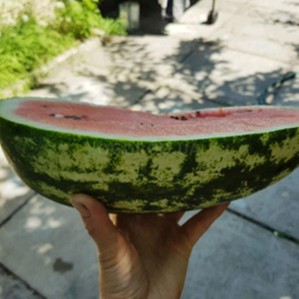 Watermelon Royal Majestic F1 Seeds Hybrid For Planting 100+ Seeds - Pe ...