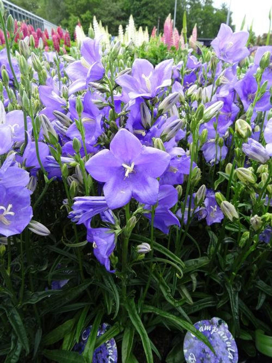 Pcs Peach Bell Flower Seeds Tussock Flower Campanula Persicifolia Peac ...