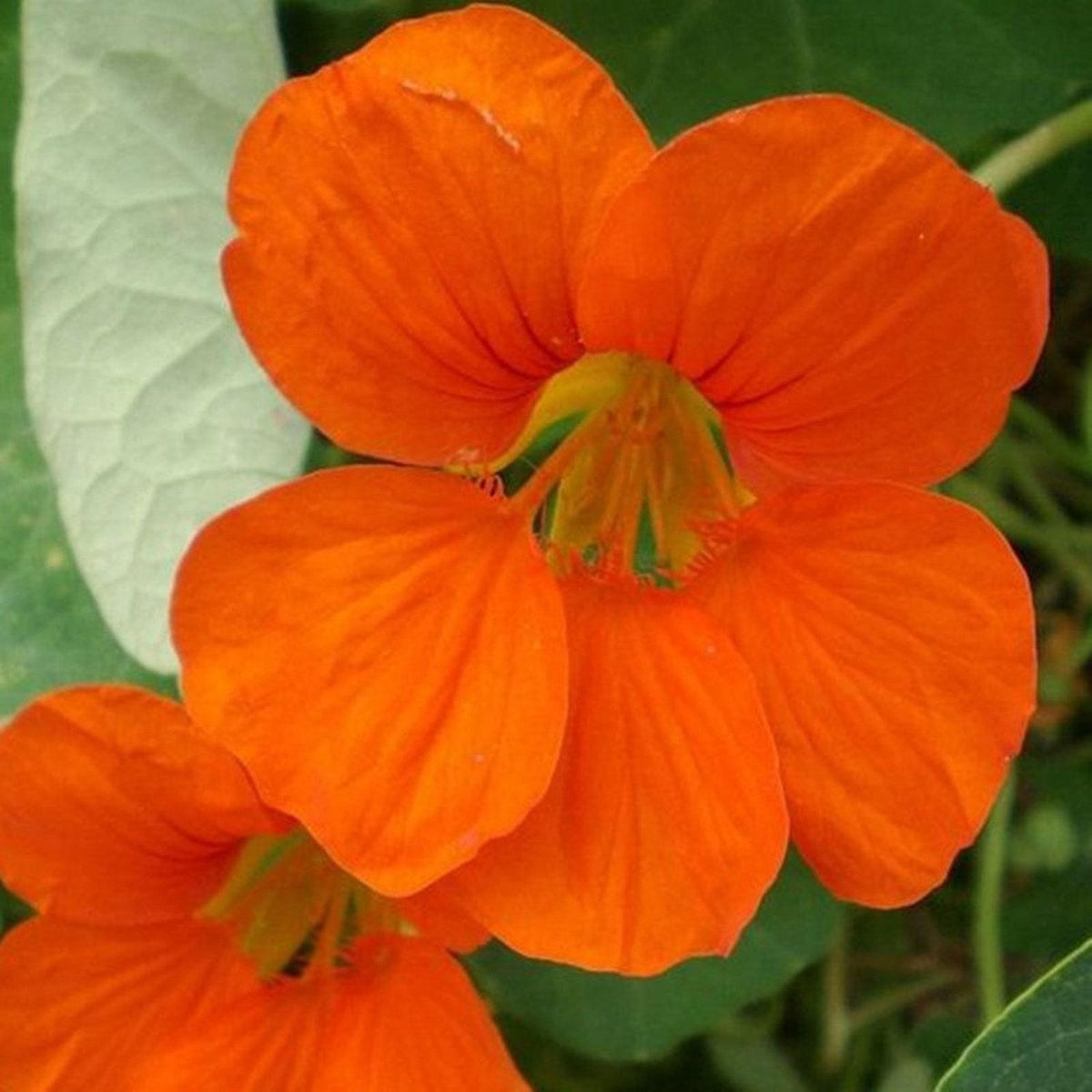 Curly Nasturtium Orange Emperor Seeds Annual Flowering For Planting 10 ...