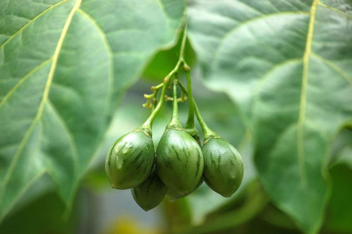 Rare Yellow Tropical Tree Tomato 35+ Seeds Tropical Container Gardenin ...