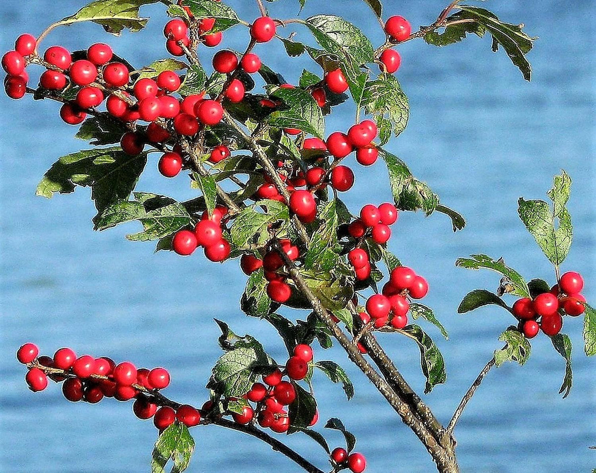 50+ Seeds Winterberry Holly Ilex Verticillata Candian Holly Fever Bush ...
