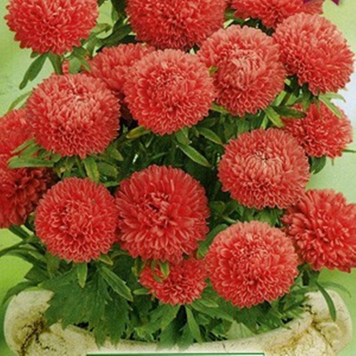 Dwarf Aster Red Seeds Annual Flowering For Planting 100+ Seeds - Perfe ...