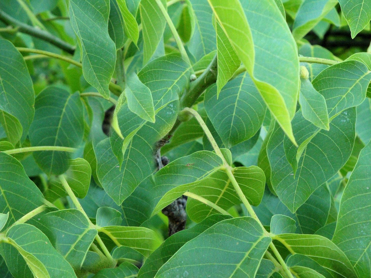 35+ Seeds Drooping Fig Ficus Semicordata Ornamental Tropical Rare Stan ...