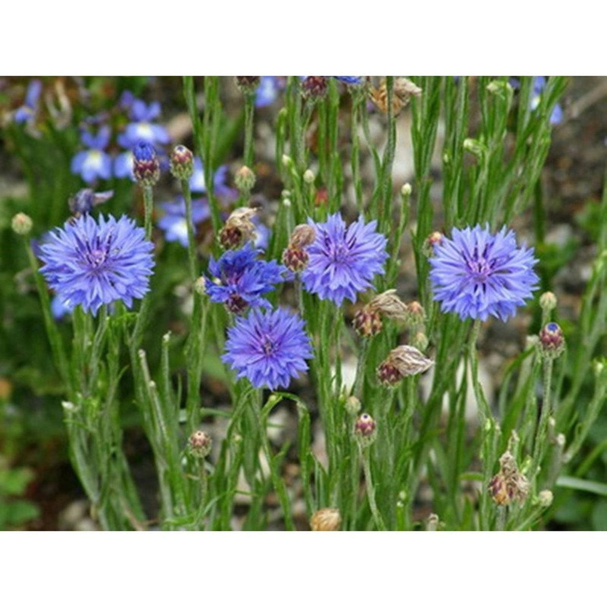 Cornflower Blue Ball Seeds Annual Flowering For Planting 100+ Seeds ...