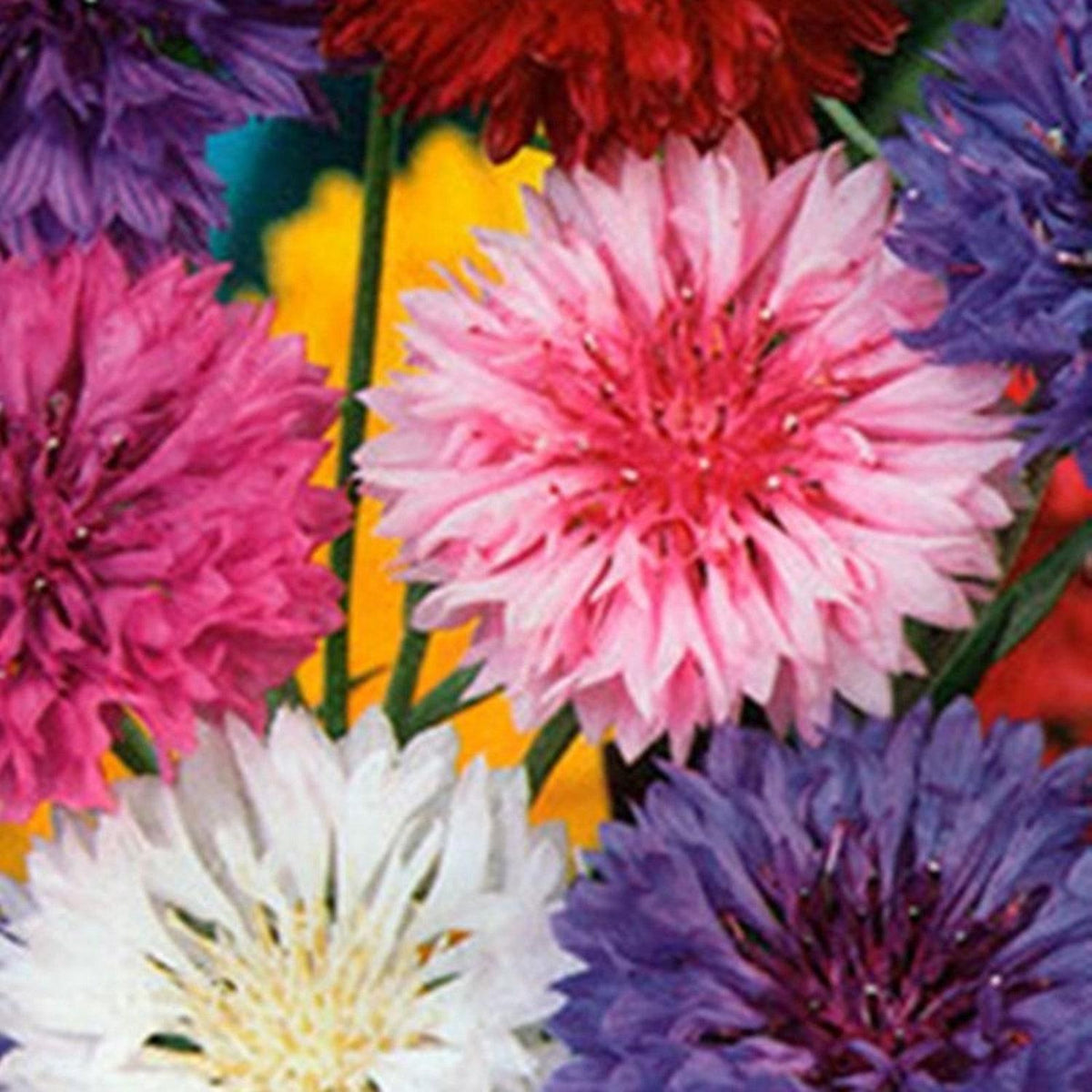 Cornflower Dwarf Mix Seeds Annual Flowering For Planting 100+ Seeds ...