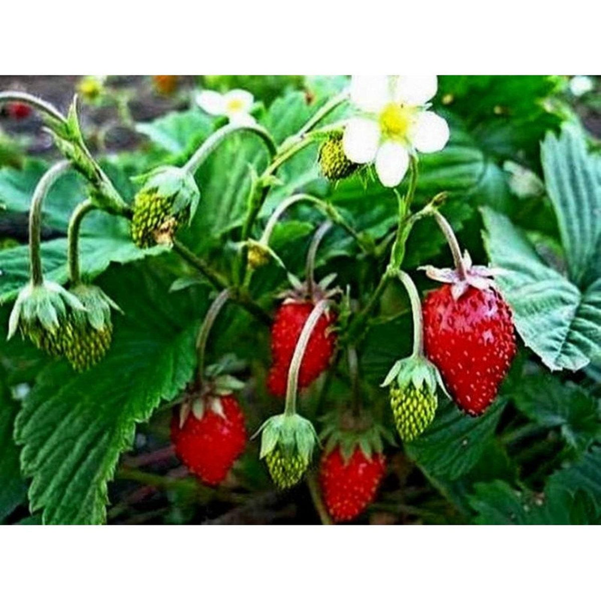 Alpine Strawberry Ruegen Seeds For Planting 100+ Seeds - Perfect for P ...