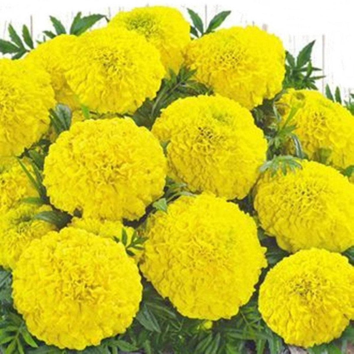 Dwarf Mexican Marigold Lemon Seeds Annual Flowering For Planting 100 ...