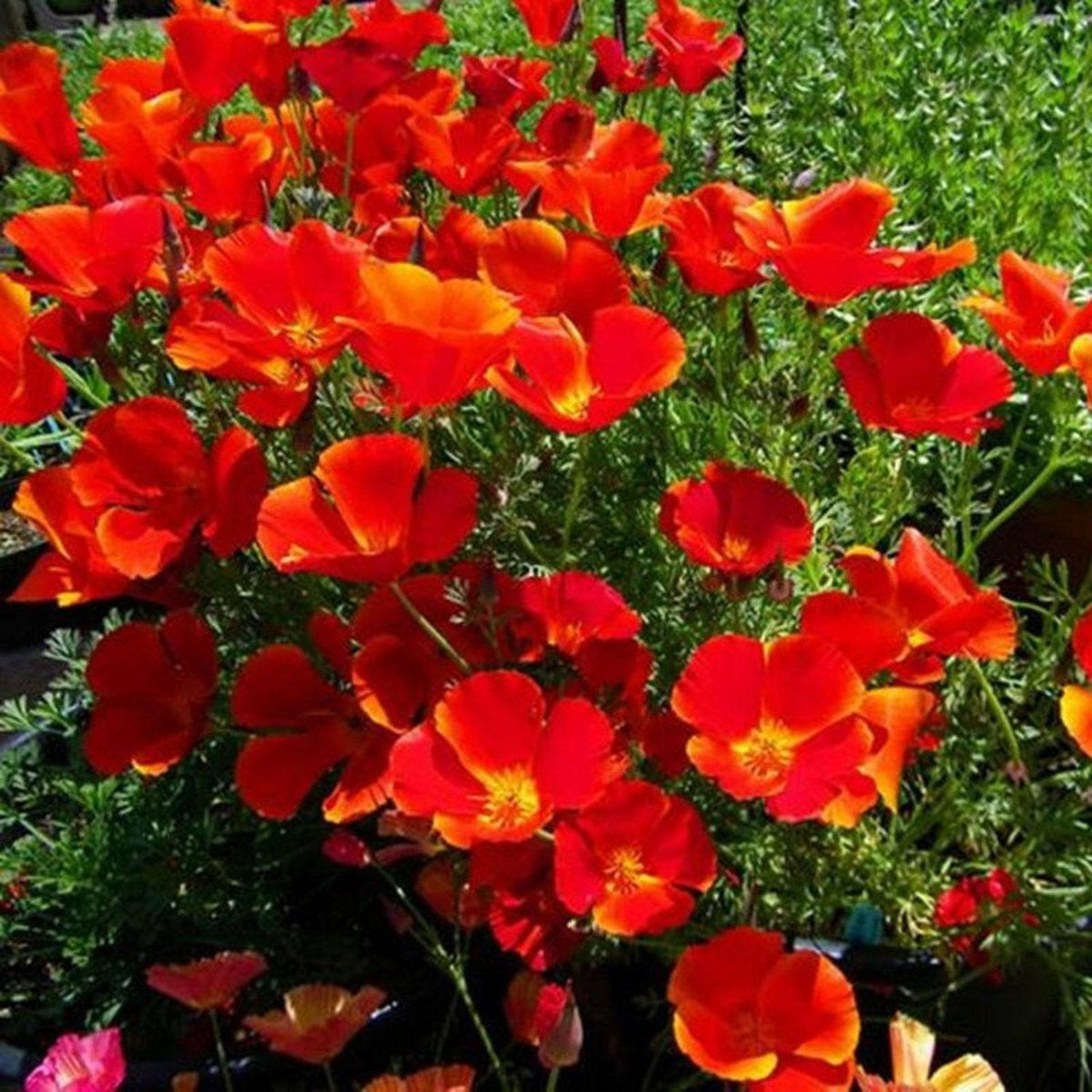 California Red Queen Seeds Annual Flowering For Planting 100+ Seeds ...