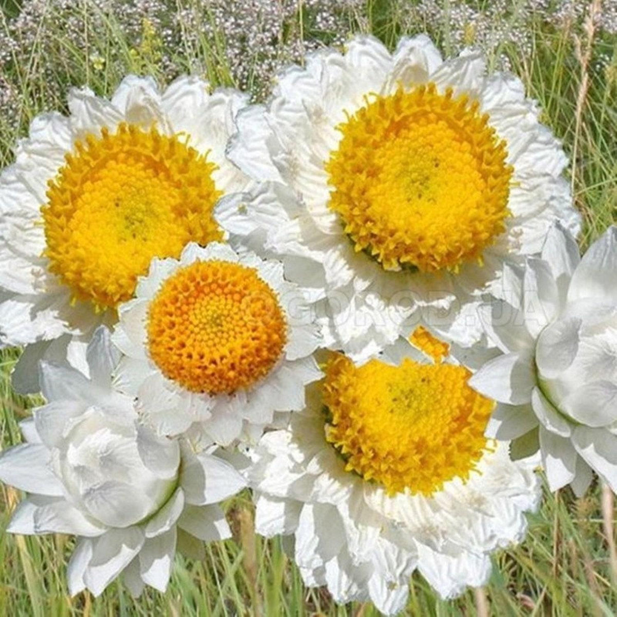 Winged Everlasting Seeds Annual Flowering For Planting 100+ Seeds - Pe ...