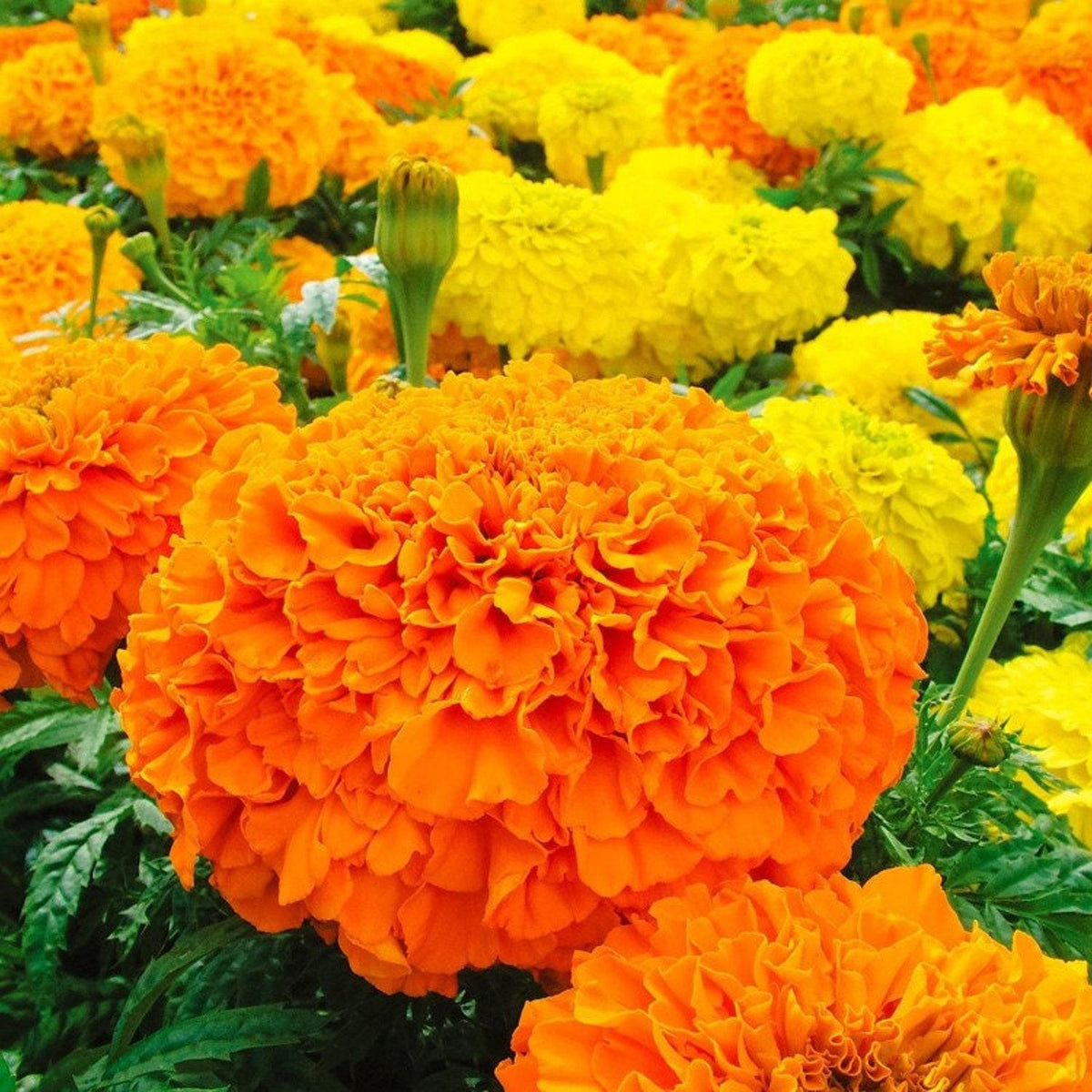 Dwarf Mexican Marigold Sugar Mix Seeds Annual Flowering For Planting 1 ...