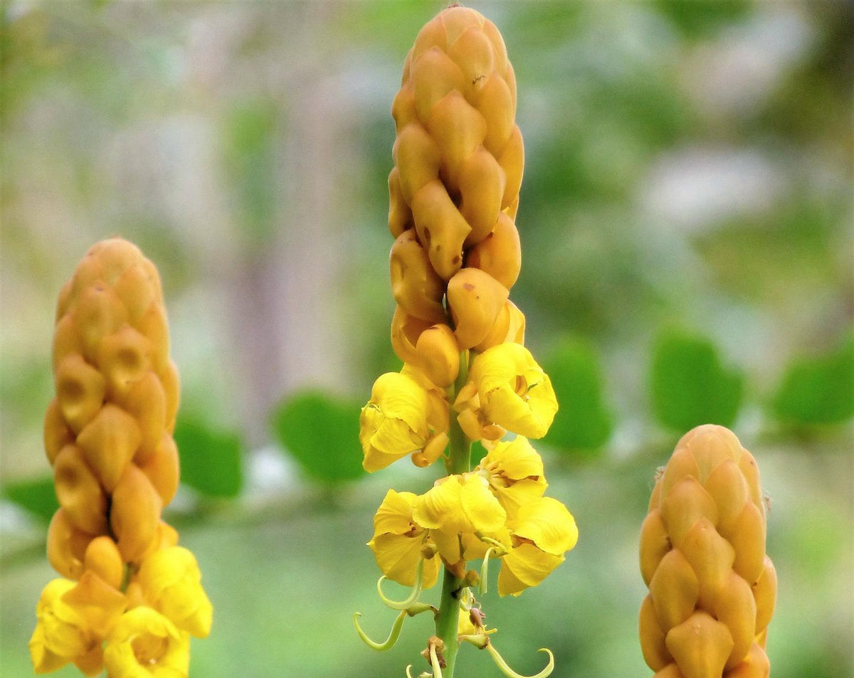 35+ Seeds Candle Bush Cassia Alata Senna Emperor S Candletree Empress ...