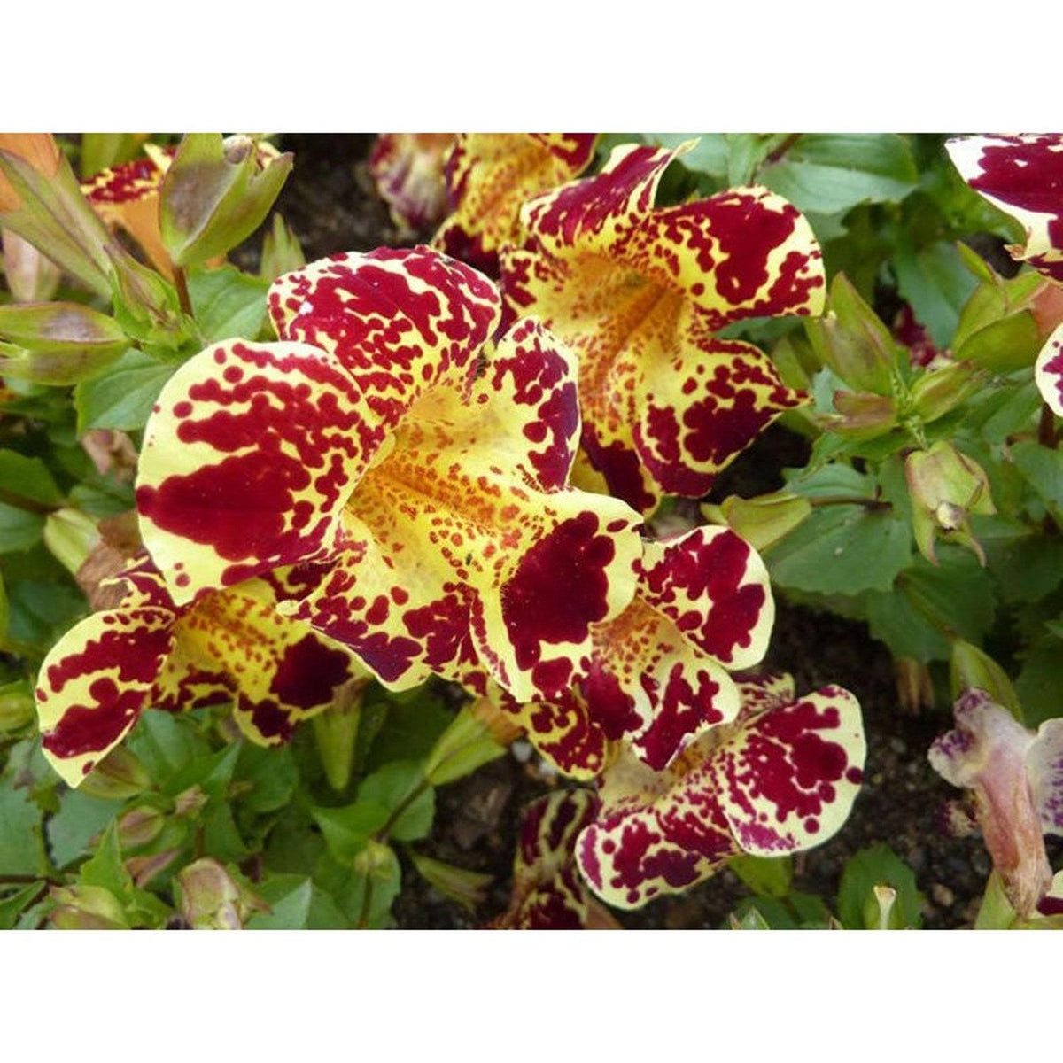 Monkey Flower Seeds Annual Flowering For Planting 100+ Seeds - Perfect ...
