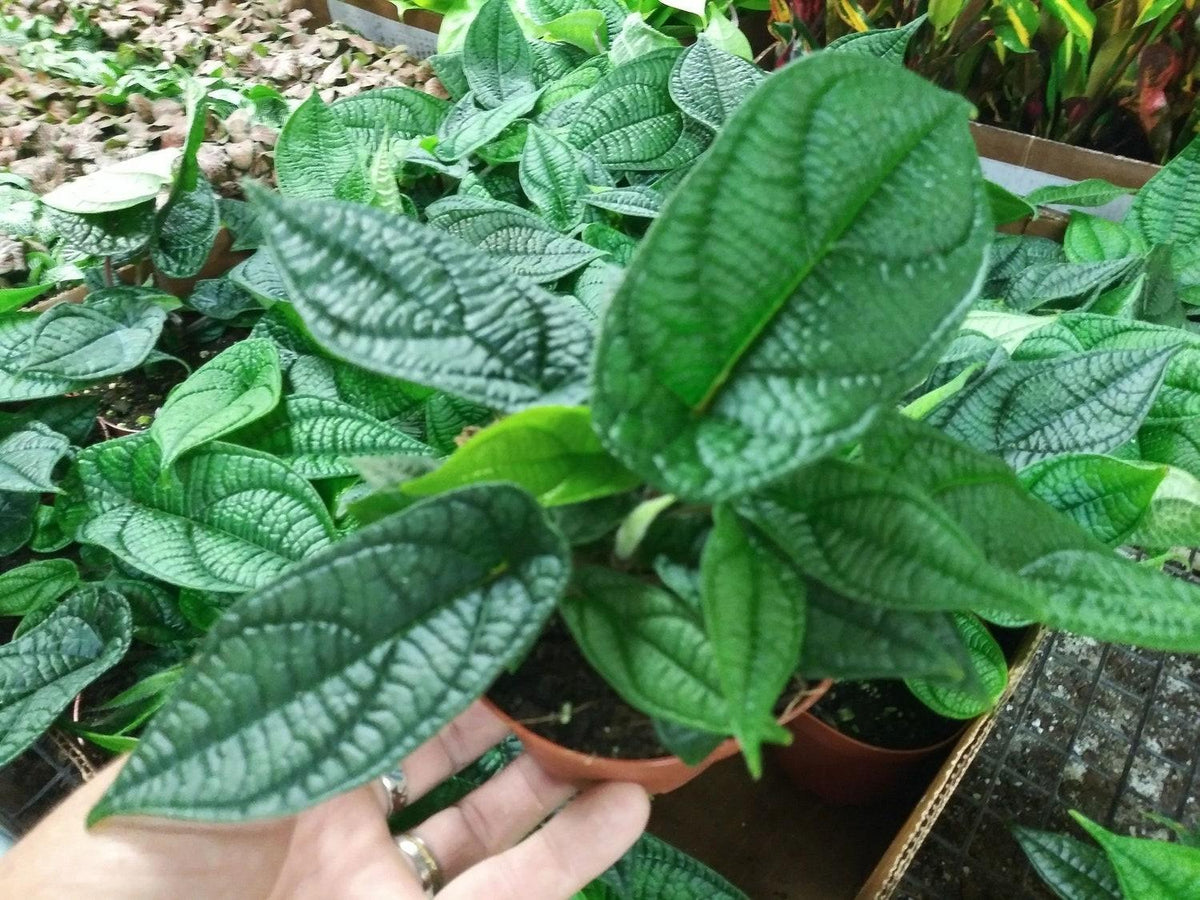 Piper, Palmatum Its Finally Here Small 35+ Seeds Starter Plant Hard To ...