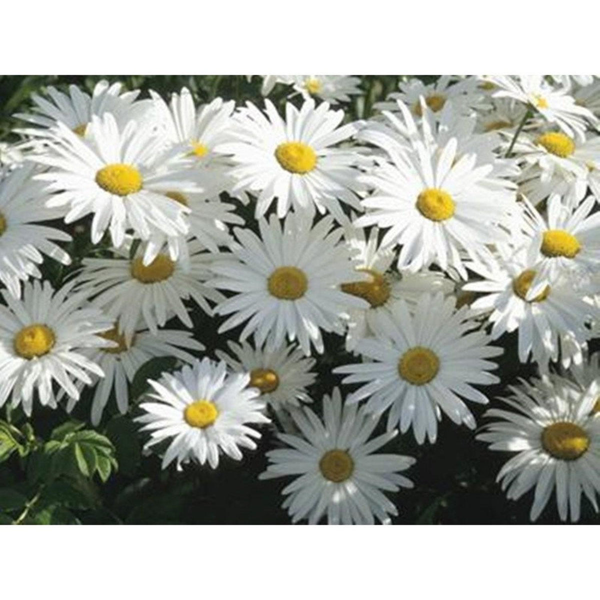 Alaska Daisy Seeds Flowering For Planting 100+ Seeds - Perfect for Pla ...