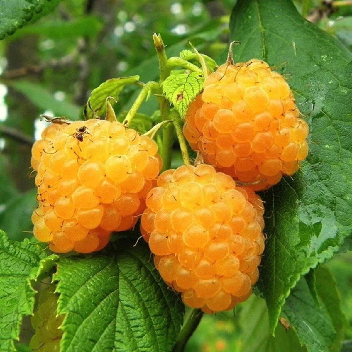 Raspberry Yellow Berry Seeds For Planting 100+ Seeds - Perfect for Pla ...