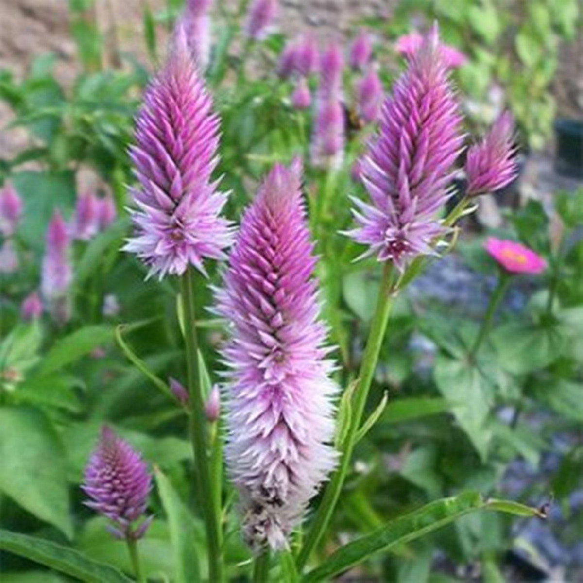 Celosia Flamingo Seeds Bi Color Rosepink 32+ Seeds Inches Everlasting ...