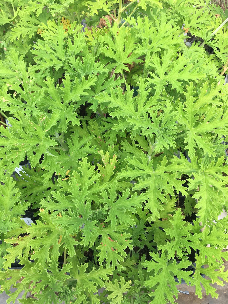 Pelargonium Citrosum Citrosa Geranium Seeds Plant In 35+ Seeds Inch ...