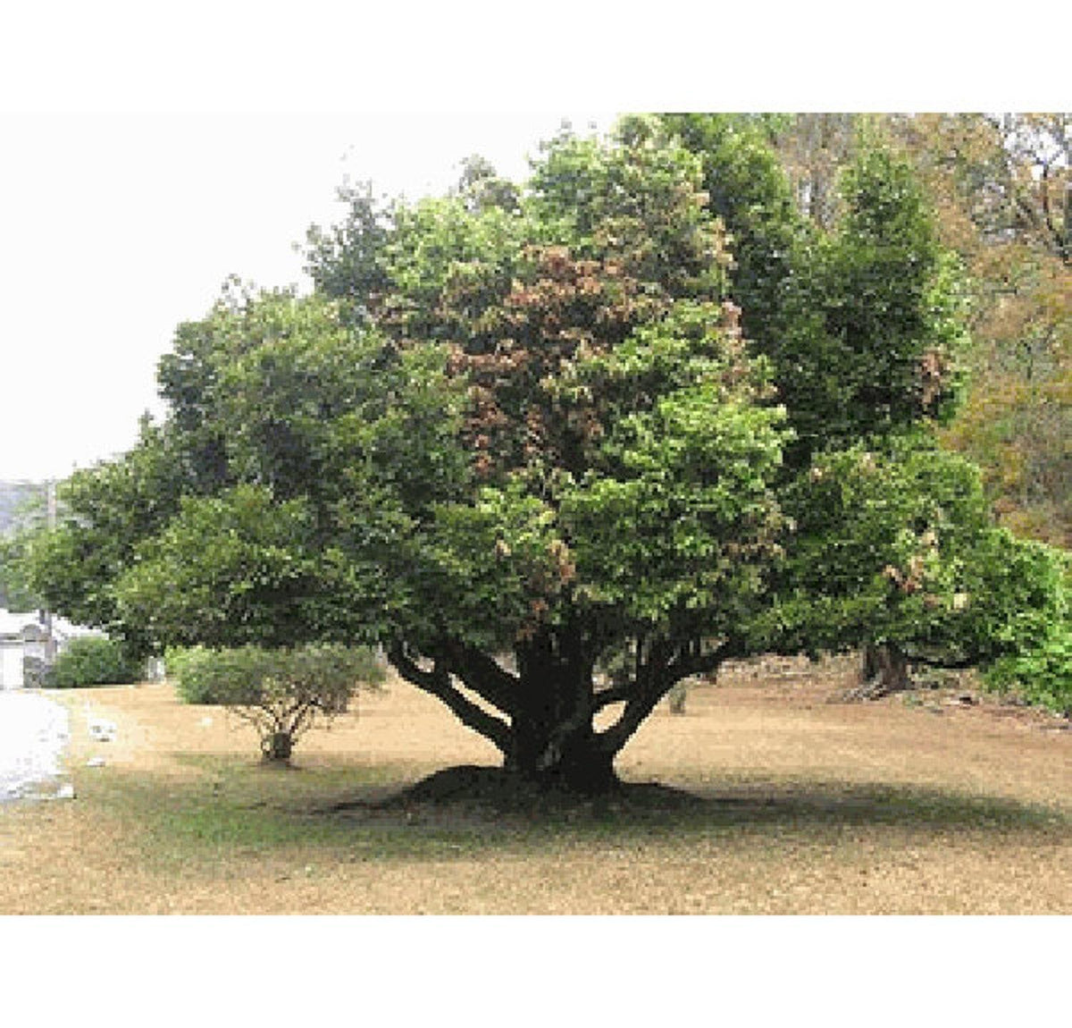 Diospyros Ebenum 35+ Seeds, Ceylon Ebony Seeds, Indian Ebony Tree Seed ...