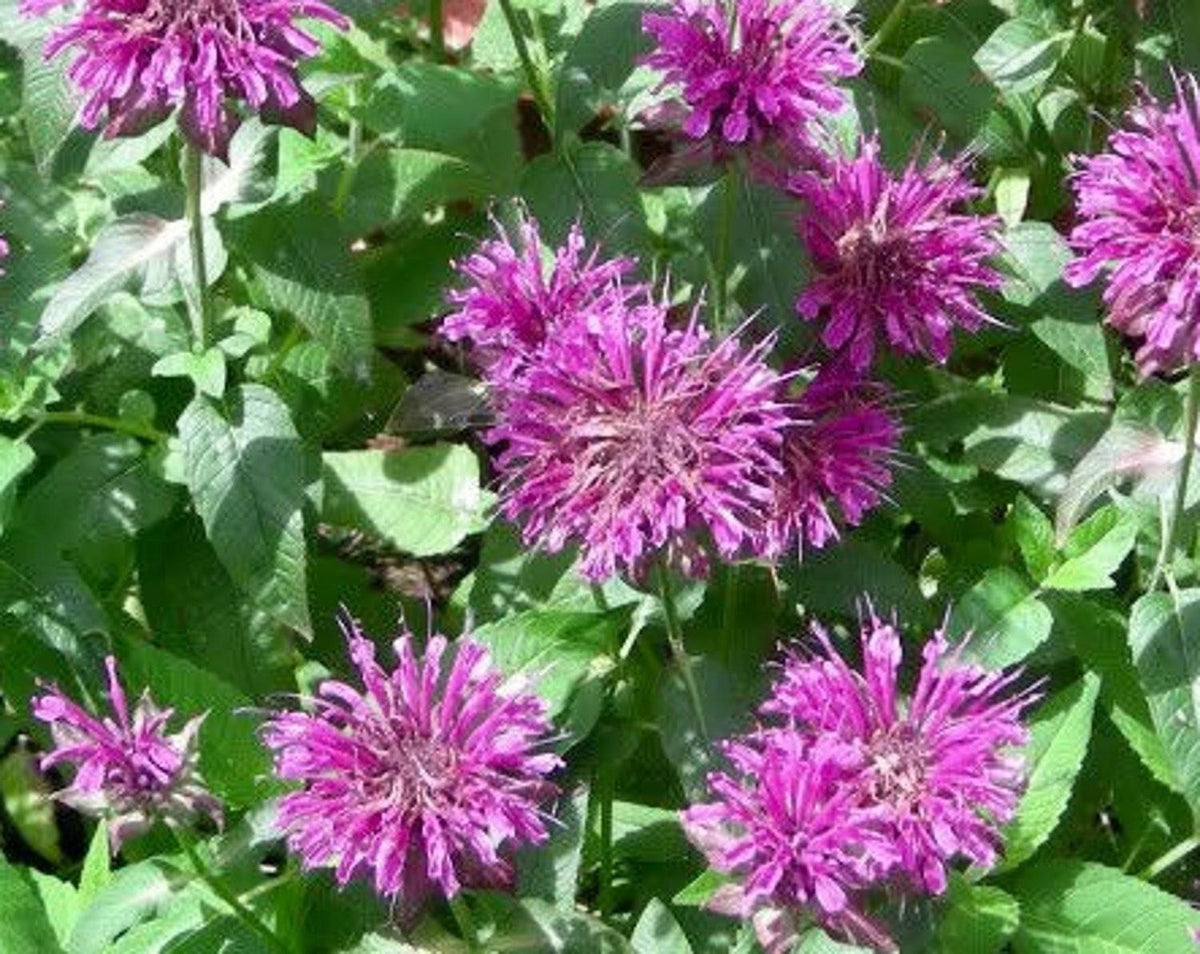 50+ Seeds Lemon Bee Balm Seeds Monarda Citriodora - Perfect for Planti ...