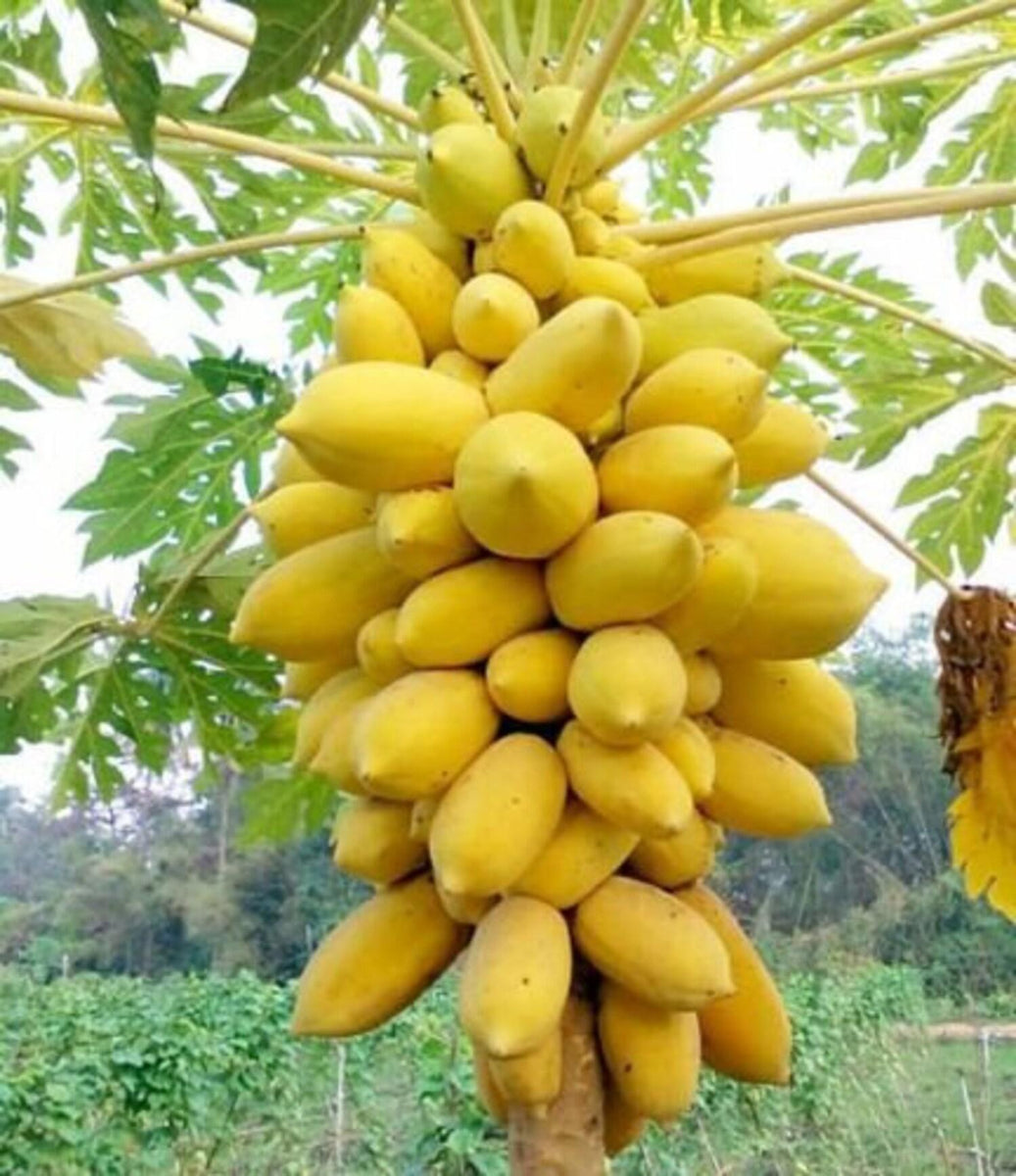 Brazilian Golden Papaya 35+ Seeds Small Fruit Perfect For Growing In S ...