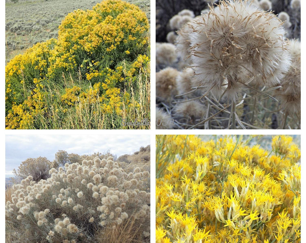 100+ Seeds Rubber Rabbitbrush Chamisa Ericameria Nauseosa Native Deser ...