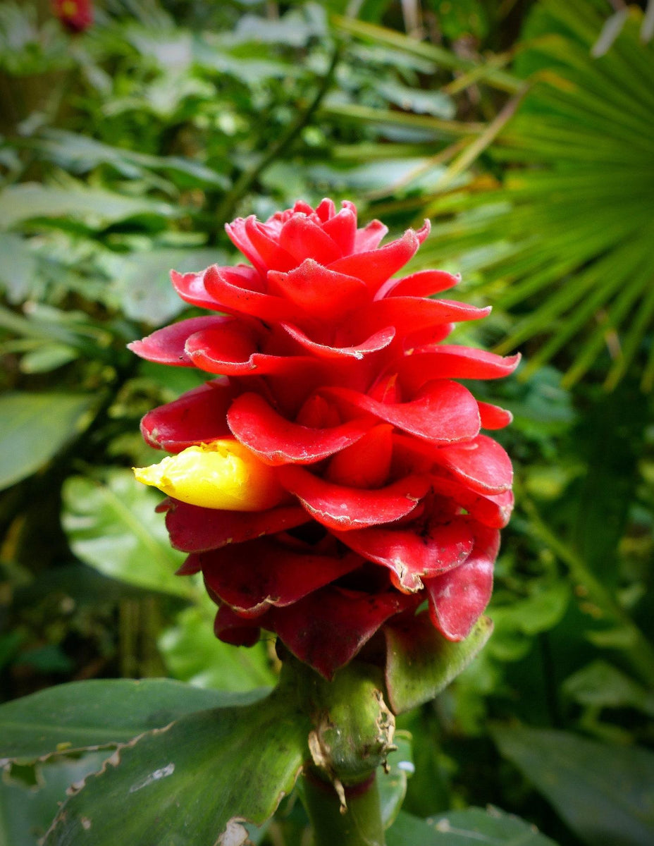 35+ Seeds Red Flowering Tropical Wax Ginger Bright Red Heads Container ...