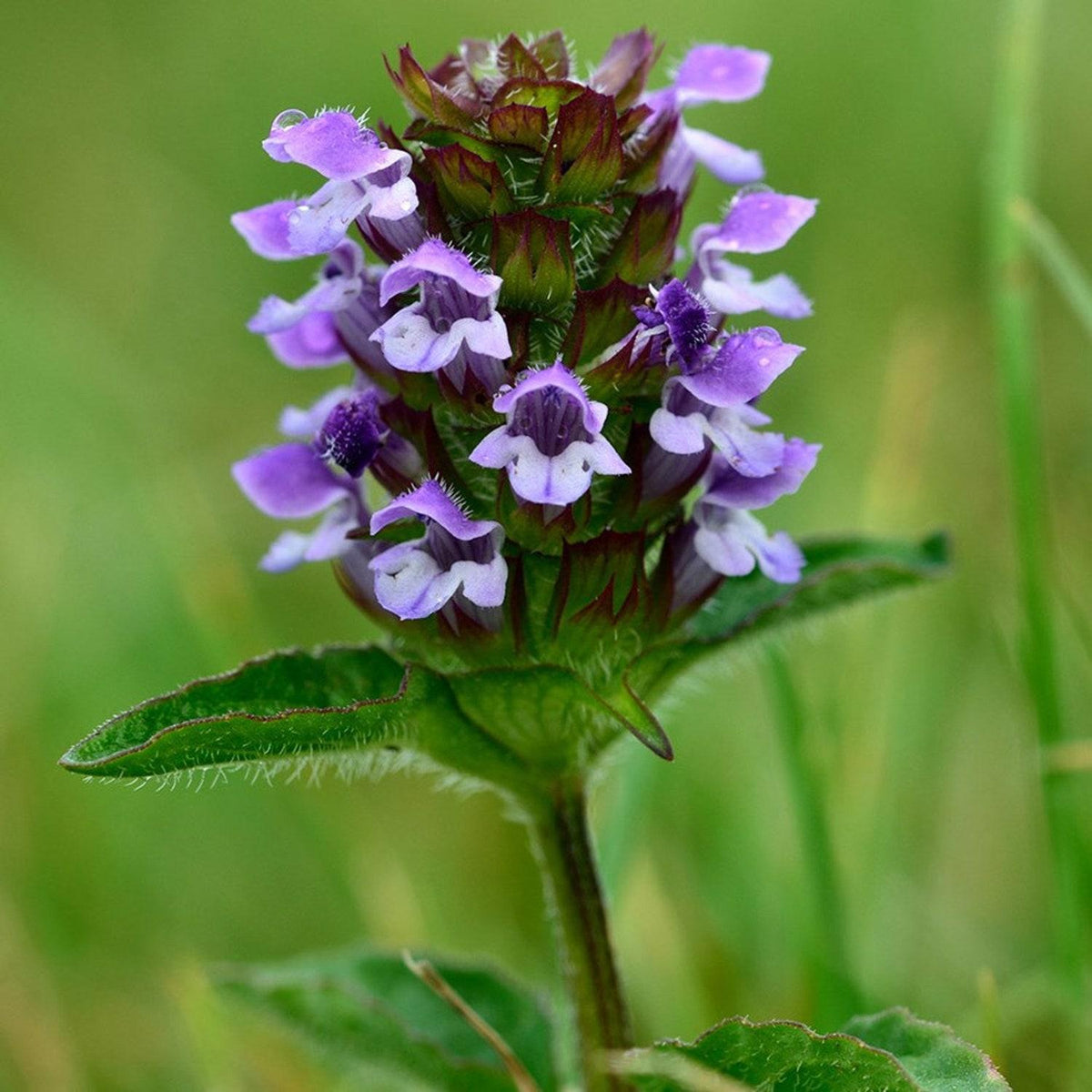 Common Self Heal Seeds (100+ Seeds) Prunella Vulgaris - Perfect for Pl ...
