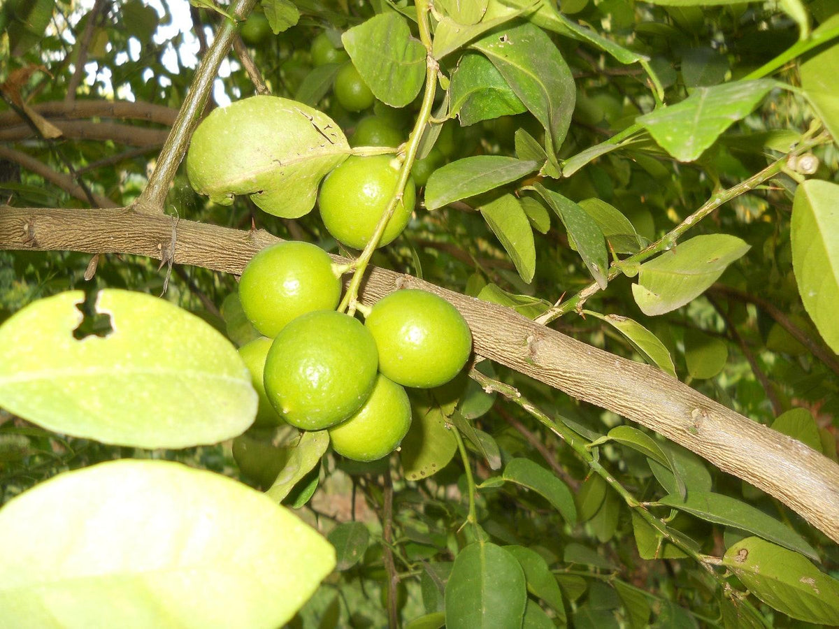 Citrus Aurantifolia Key Lime Tropical Bonsai Plant 35+ Seeds Fresh See ...