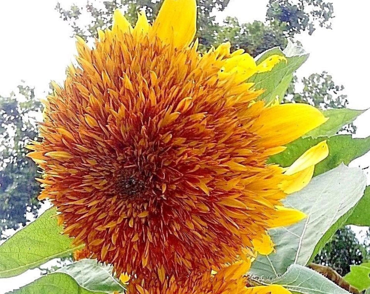 50+ Seeds Tiger S Eye Sunflower Seeds - Perfect for Planting and Gifti ...