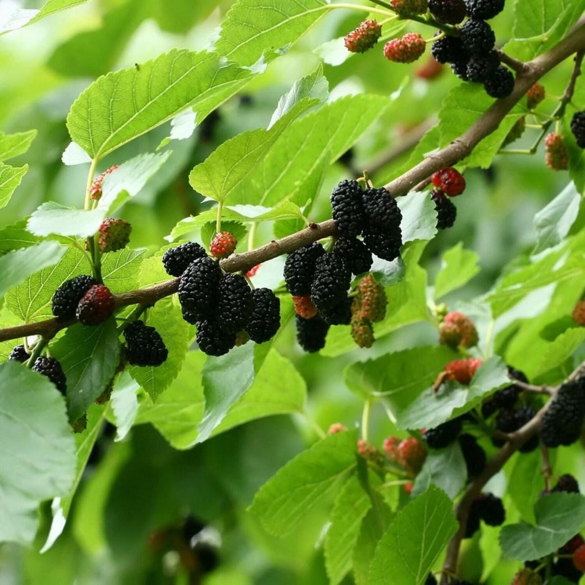 50+ Seeds Black Mulberry Tree Seeds - Perfect for Planting and Gifting ...