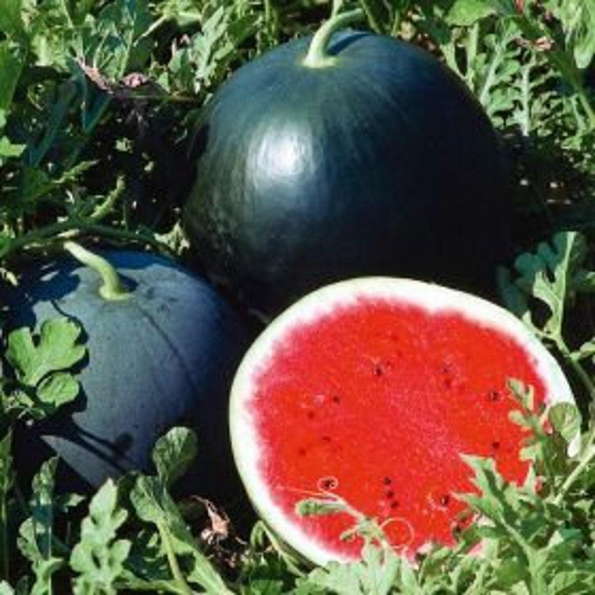 50+ Seeds Black Diamond Watermelon Seeds - Perfect for Planting and Gi ...