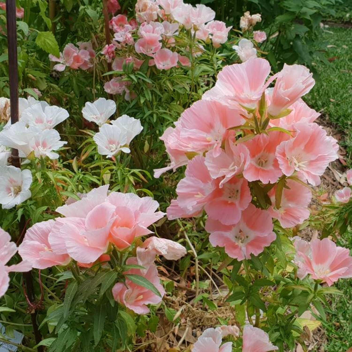 Pcs Godetia Grandiflora Azaelaflora Sybil Sherwood Flower Seeds Beauti ...