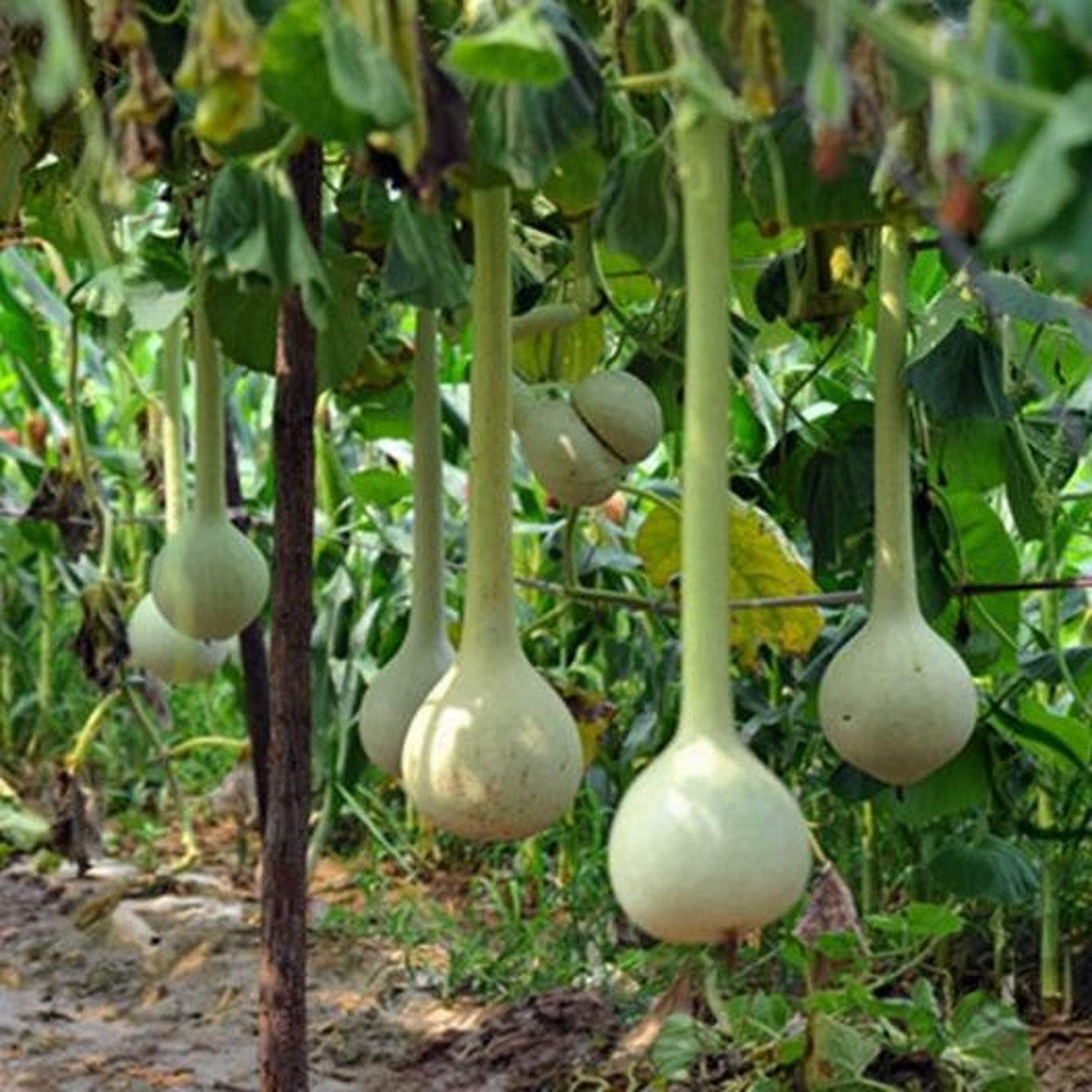 Gourd Dipper Seed 35+ Seeds - Perfect for Planting and Gifting – Seeds ...