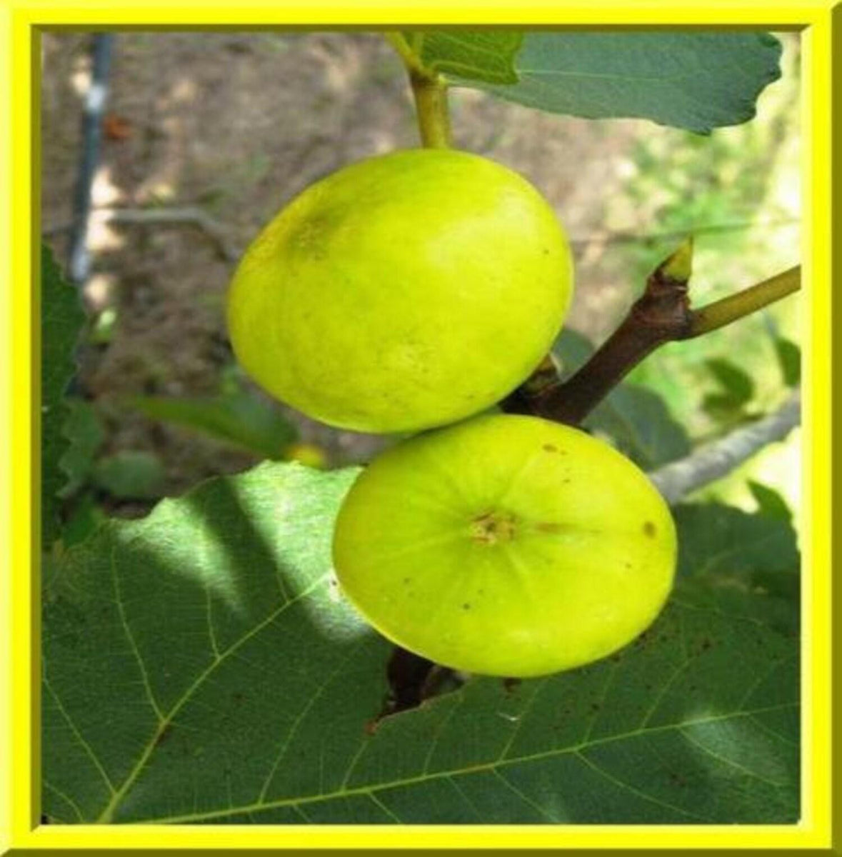 50+ Seeds Golden Fig Tree Seeds - Perfect for Planting and Gifting ...
