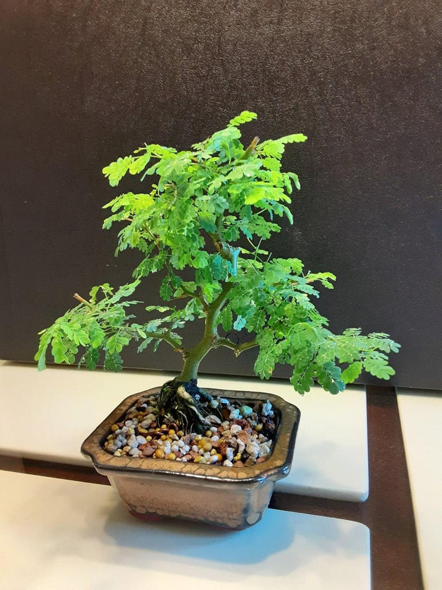 50+ Seeds Monkey Pod Tree Samanea Saman Seeds - Perfect for Planting a ...