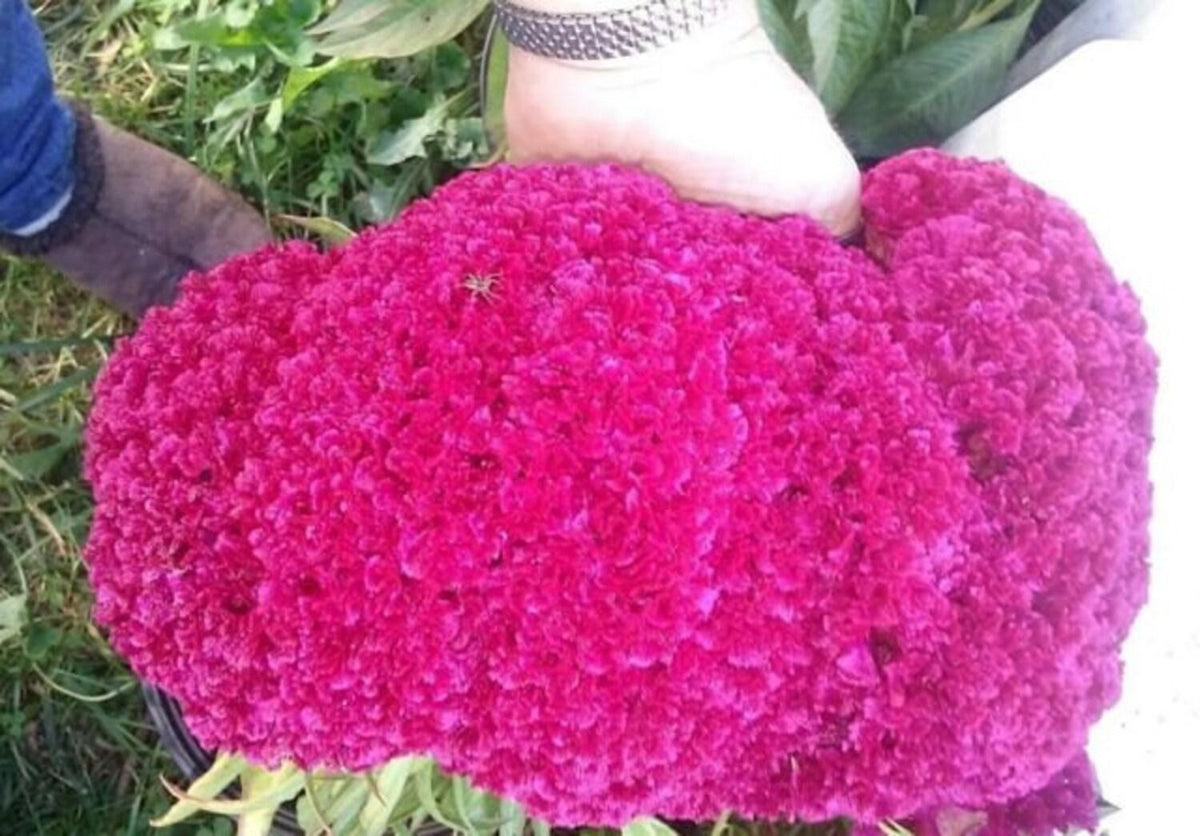 50+ Seeds Hot Neon Purple Brain Head Celosia Seeds - Perfect for Plant ...