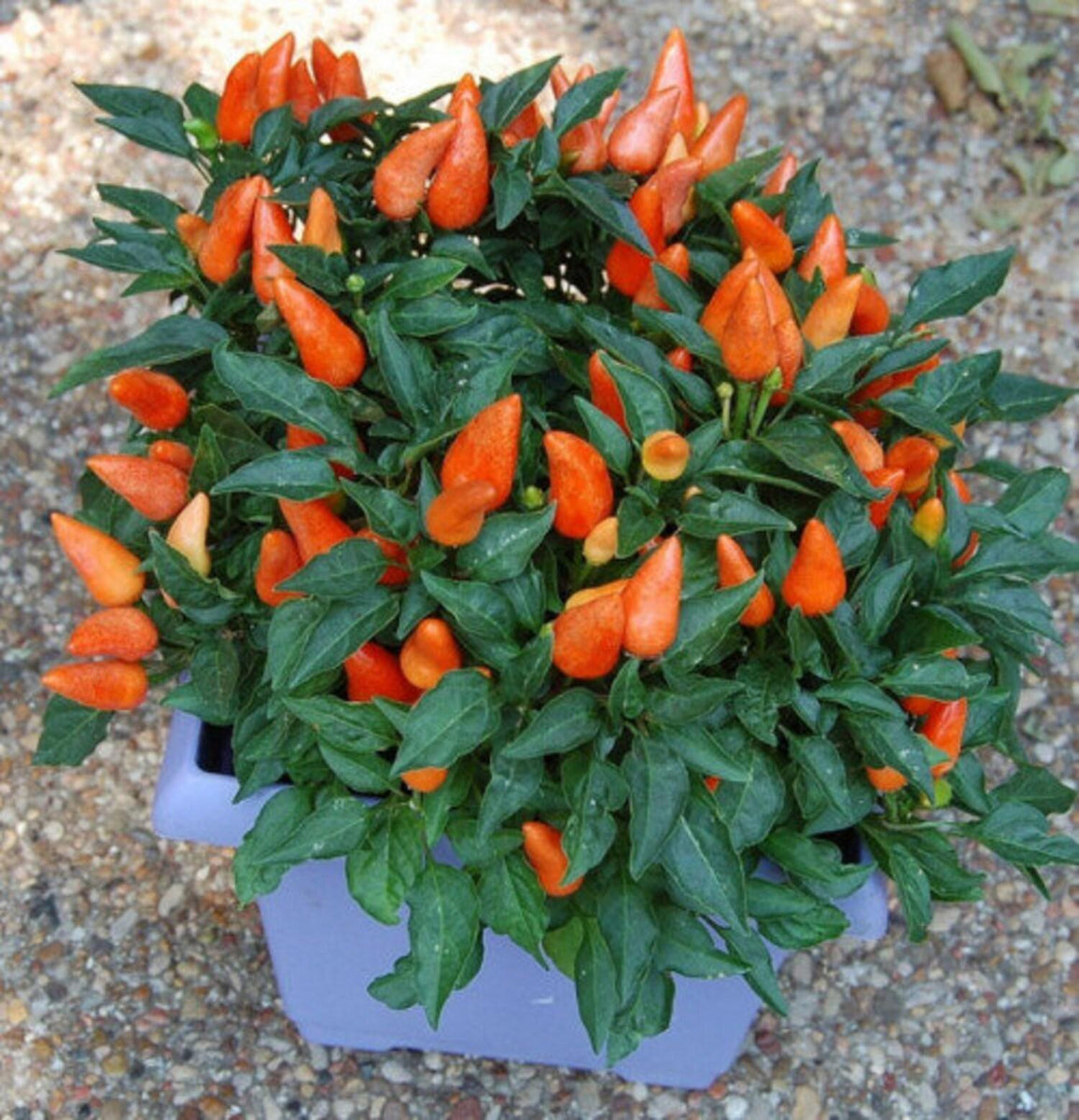 50+ Seeds Orange Salsa Pepper Seeds - Perfect for Planting and Gifting ...