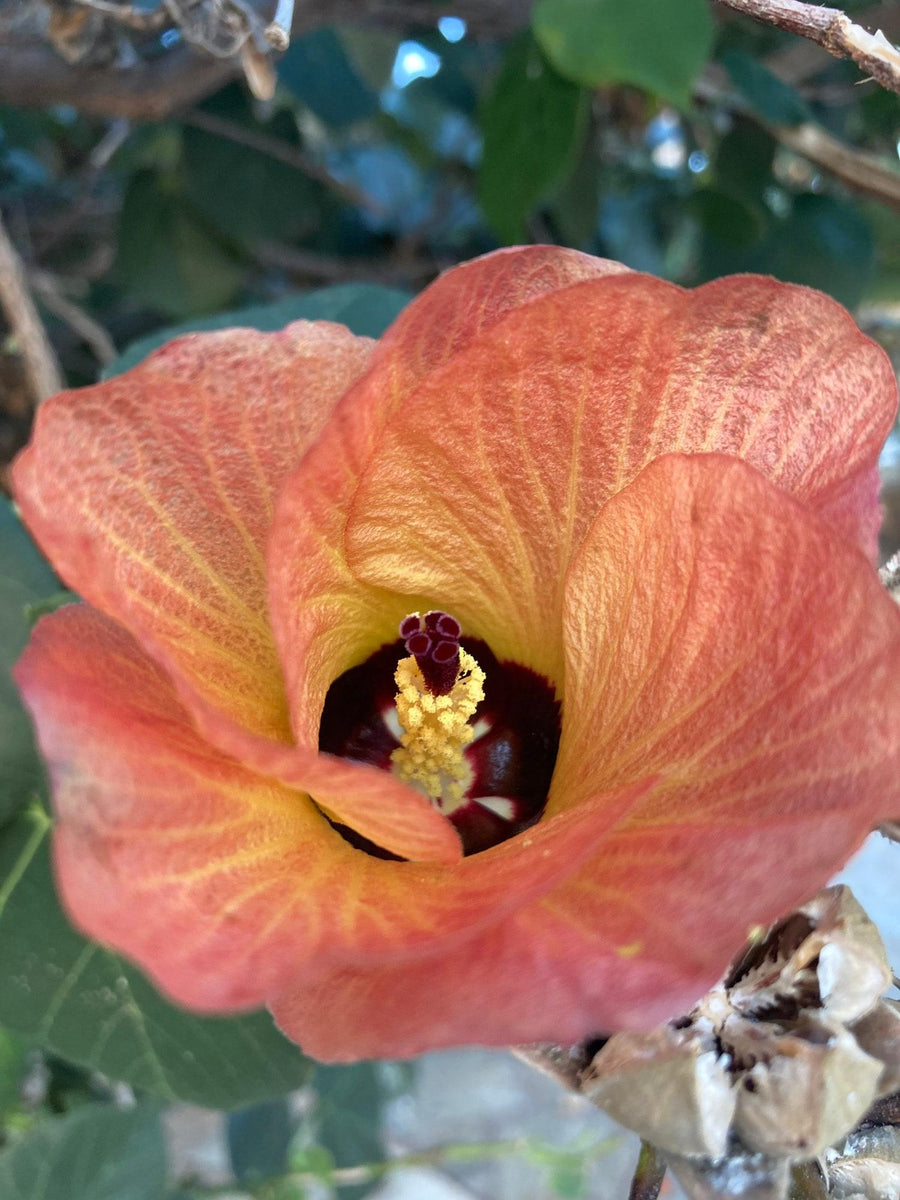 50+ Seeds Sea Beach Coastal Native Hibiscus Tiliaceus Kurrajong Rosema ...