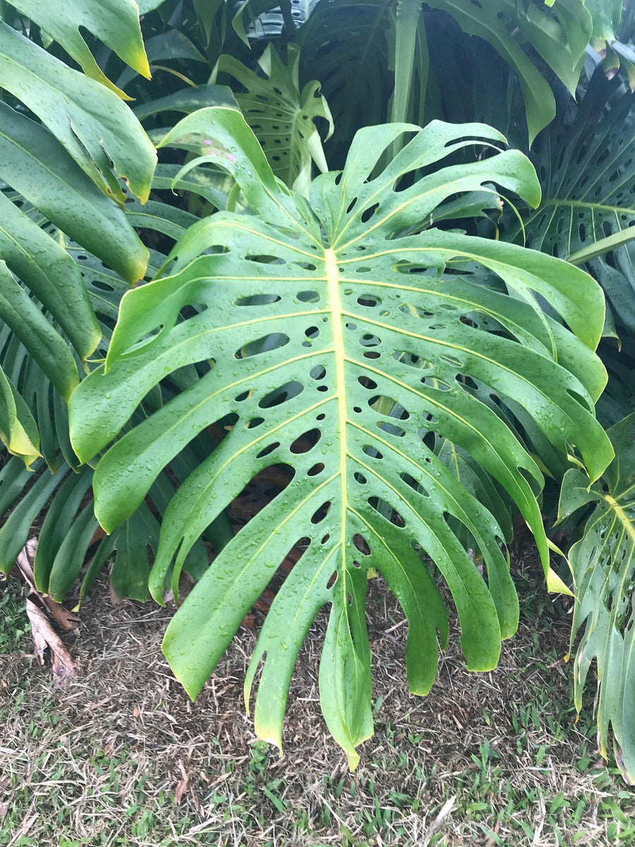 Monstera Deliciosaone Seedlingmaui Seedshouseplantseeds 35+ Seeds Plan ...