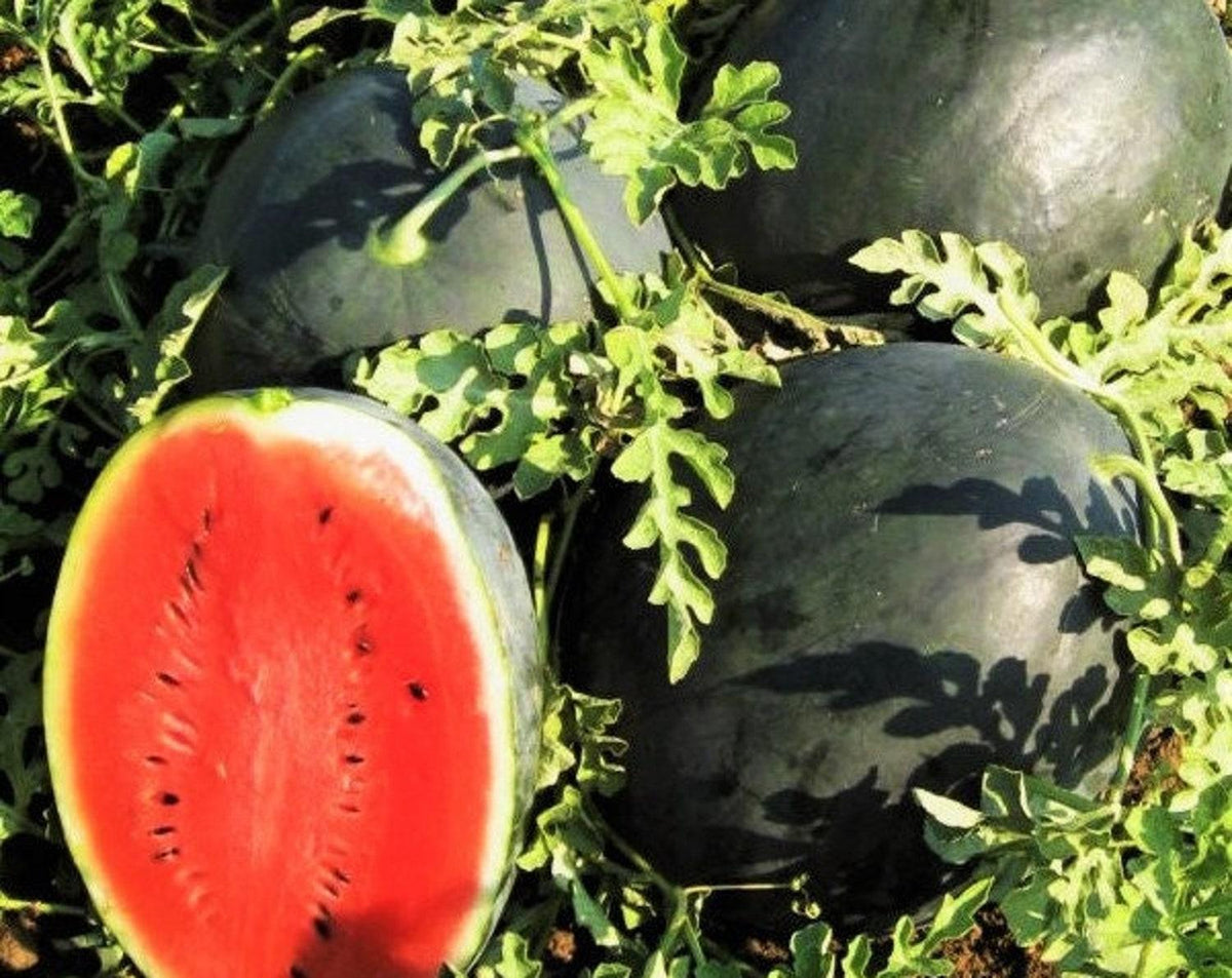 Black Diamond Watermelon Seeds Black Beauty Florida Giant Watermelons ...
