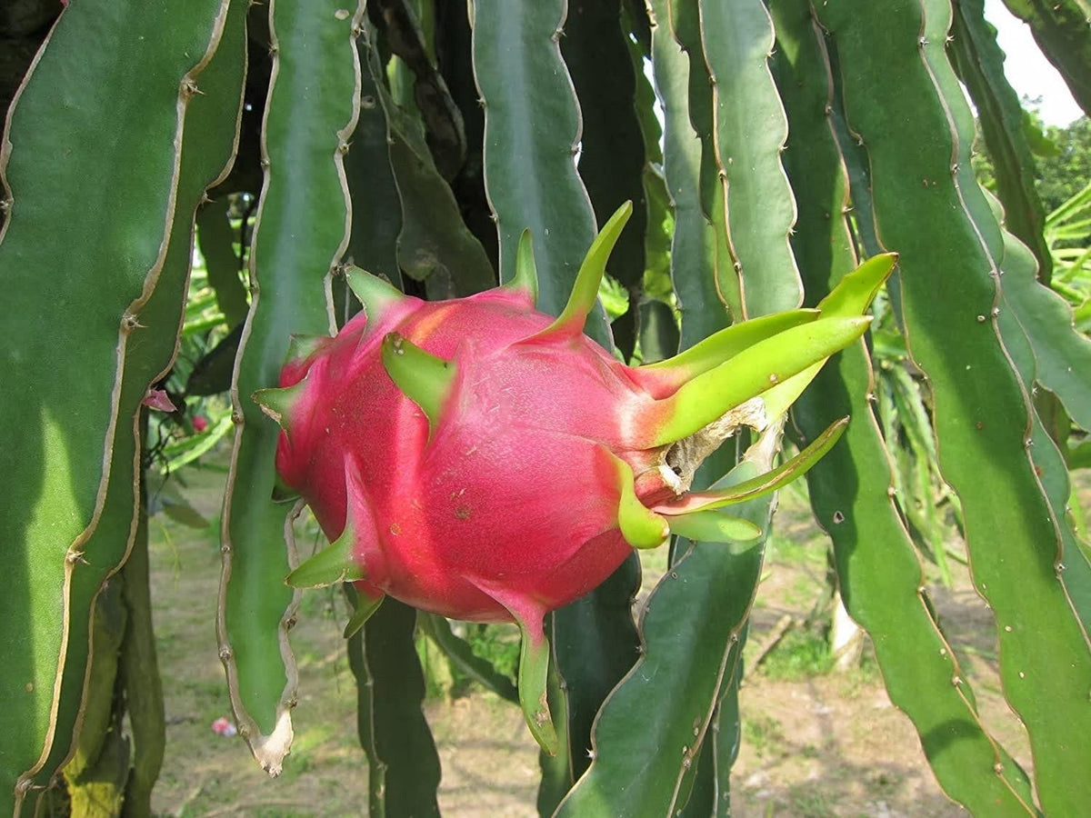 Hylocereus Undatus Dragon Fruit Pitaya Easy Growing 35+ Seeds - Perfec ...