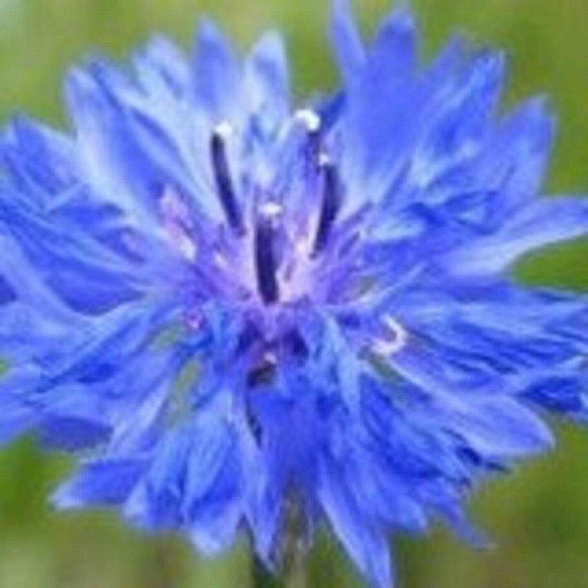 Bachelor Button Blue Boy Very Pretty 30+ Seeds - Perfect for Planting ...